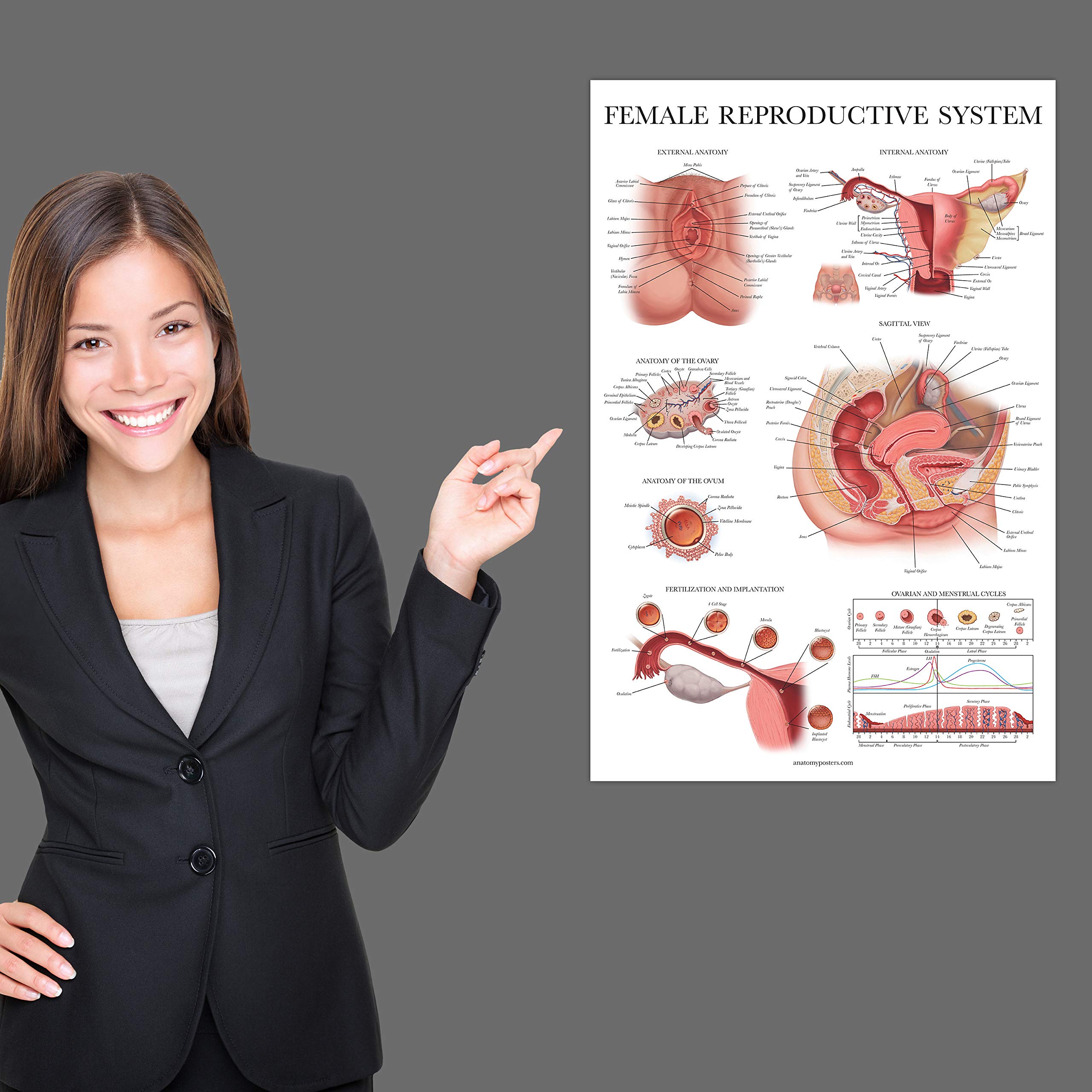 Palace Learning Laminated Female Reproductive System Anatomical Chart - Female Anatomy Poster - 18" x 24"