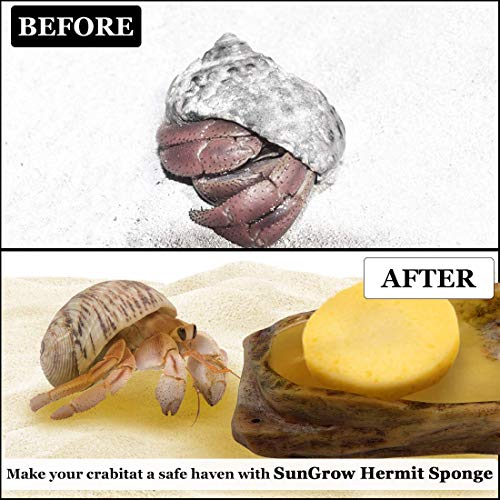 Hermit Crab Sponges for Water, 3 Pack Unbleached Hermit Crab Accessories & Supplies, Pet Crab Sponges Provide Nutrients and Maintain Tank Humidity, Water Dish Yellow Real Sea Sponges, 2" x 1"