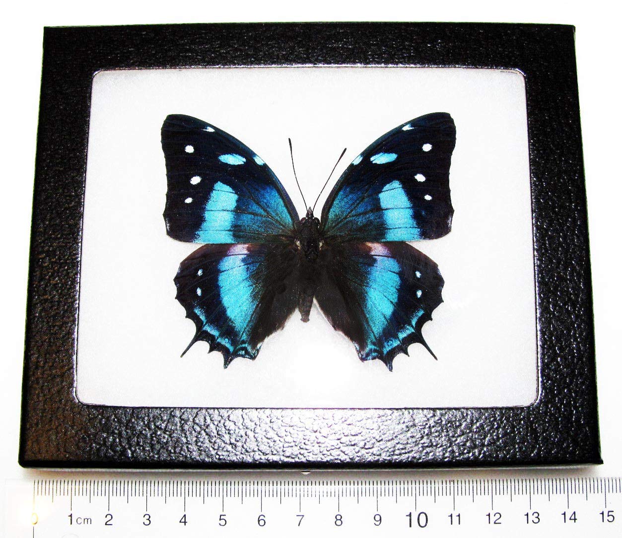 BicBugs Baeotus amazonicus Real Framed Butterfly Blue Peru