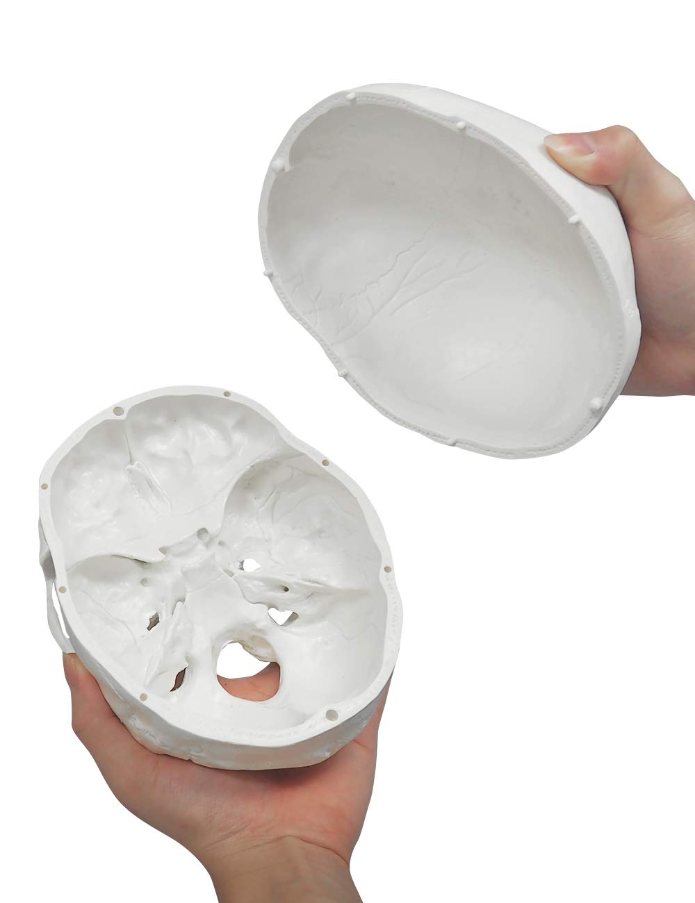 Human Skull Model, Life Size 3-Part Anatomical Model with Removable Skull Cap and Articulated Mandible for Medical Student Human Anatomy Study Course