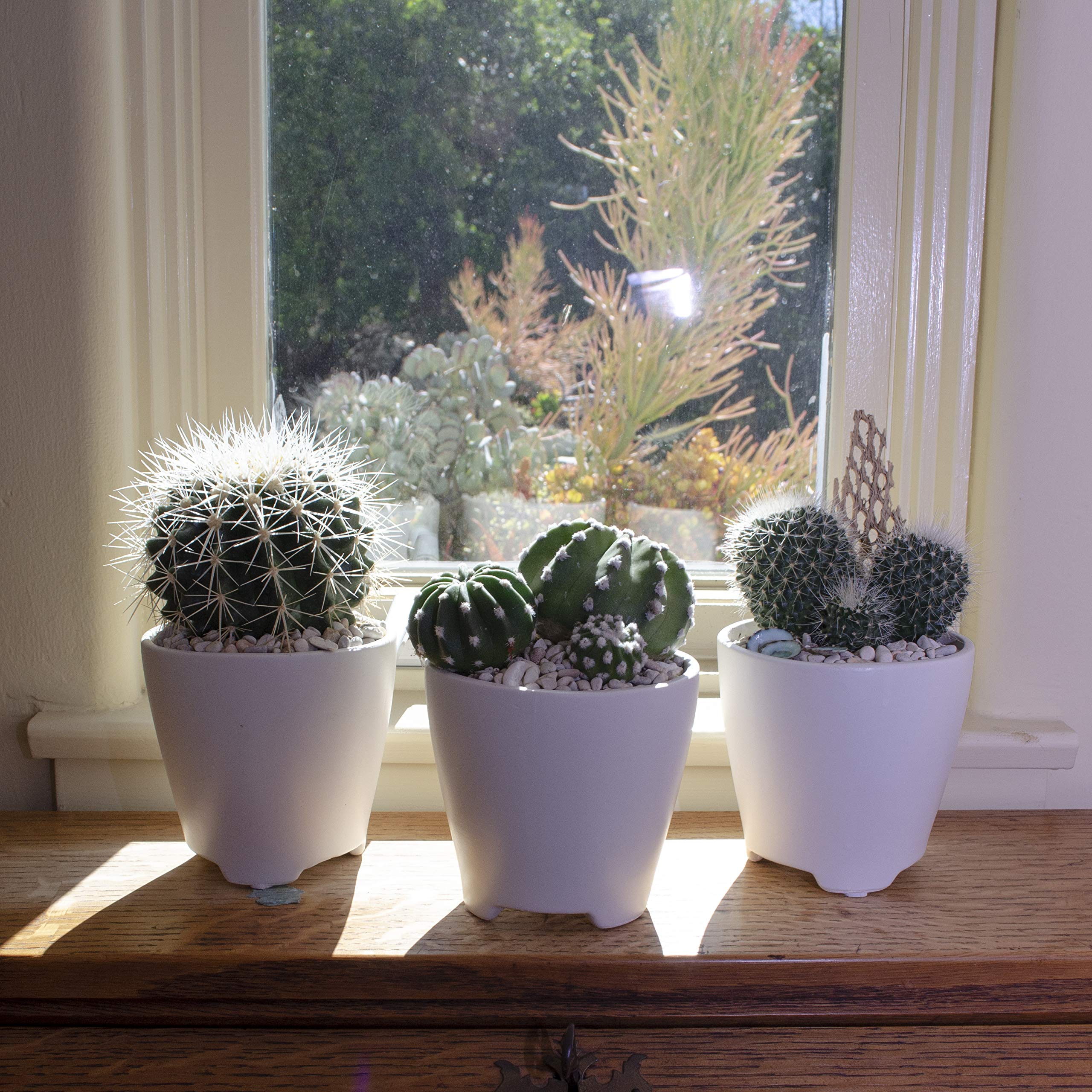 Altman Plants Assorted Cactus Collection 2.5" 4 pack