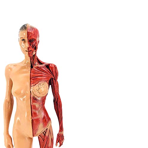 Human Body Musculoskeletal Anatomical Model for Study and Teaching (30CM1)