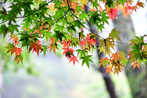 Acer Palmatum Japanese Green Maple Seeds! Bonsai Or Standard Small Ornamental jocad (10 Seeds)