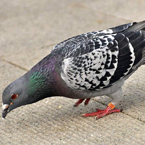 POPETPOP 100PCS Pigeons Foot Rings - Birds Foot Rings Durable Lightweight Birds Opening Foot Rings Number Cuff Rings Identification Rings for Parrot Chicken Pigeons