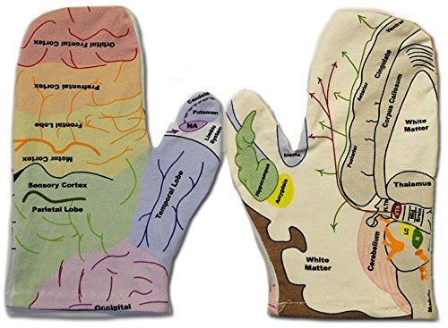 Handy Brain Model B-1.2 (adult medium)