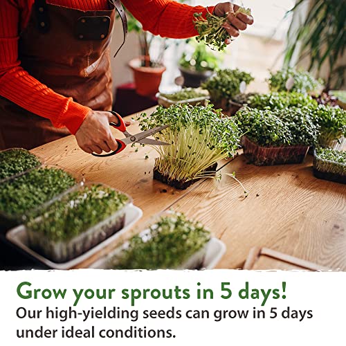 Alfalfa Sprout Seeds for Sprouting and Microgreens (16oz) Premium USA Alfalfa Seeds Indoor or Outdoor Planting Sprouts | Non-GMO | Micro Greens Seed in Resealable Bag