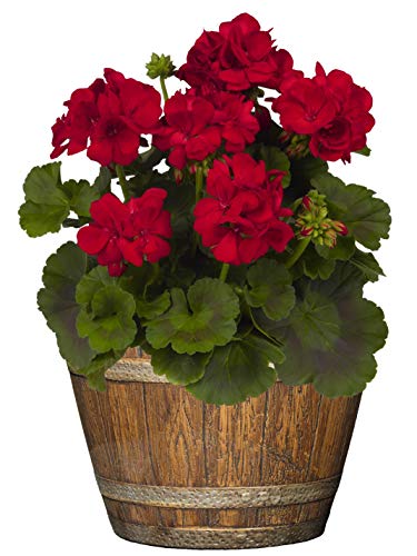 Classic Home and Garden Whiskey Resin Flower Pot Barrel Planter, Oak Brown, 9"