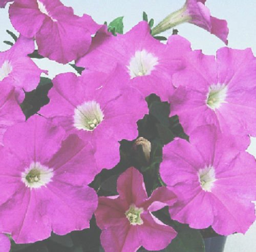 50 semi di pellettato Logro rosa Petunia Semi Grandi Fiori