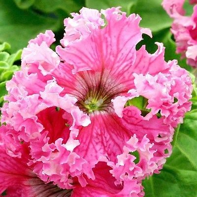 50 semi di pellettato Petunia Frillytunia Rose Tunia Frilly