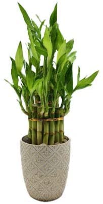 Soil Mixture for Lucky Bamboo Plants, Specialized Soil Mix for Lucky Bamboo Plants, Plant or Re-Pot Lucky Bamboo, 4qt