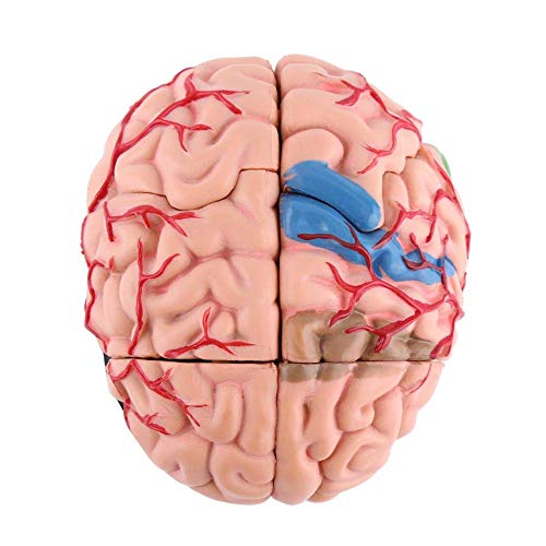 Disassembled Human Brain Model Structural Anatomy Medical Teaching Learning Tool