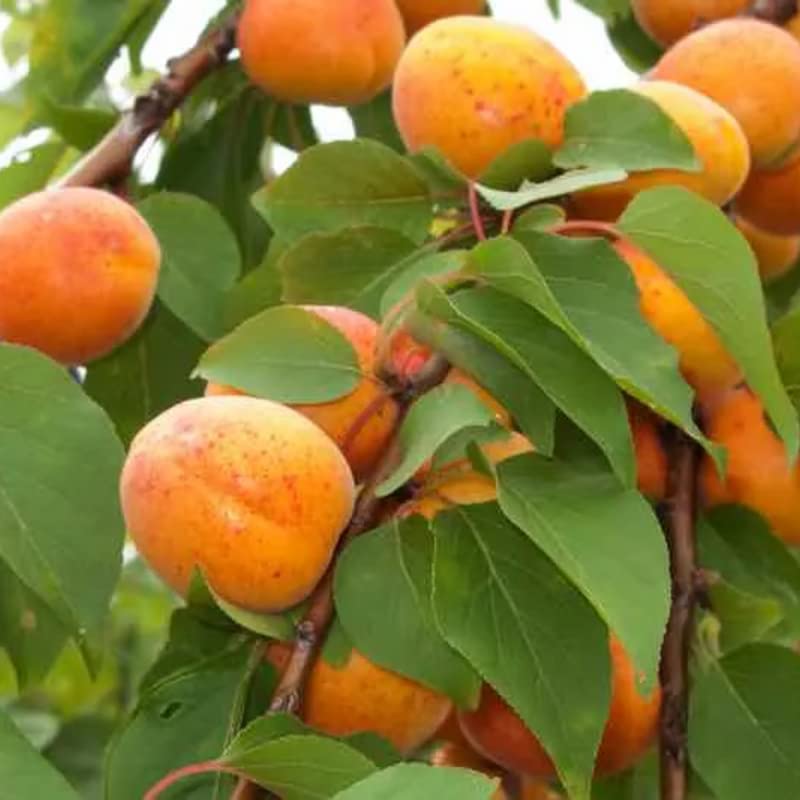 4-5Ft Apricot Tree Sweet Large Tall Grafted Tree for Growing, Fruit Tree