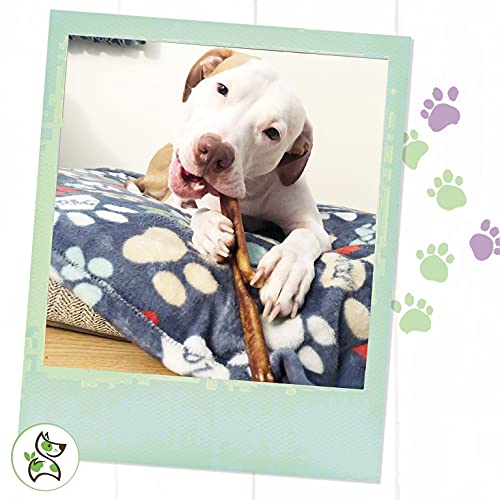 Nature Gnaws Bully Sticks for Dogs - Premium Natural Beef Dental Bones - Long Lasting Dog Chew Treats for Aggressive Chewers - Rawhide Free - Mixed Thickness 8 Ounce (Pack of 1)