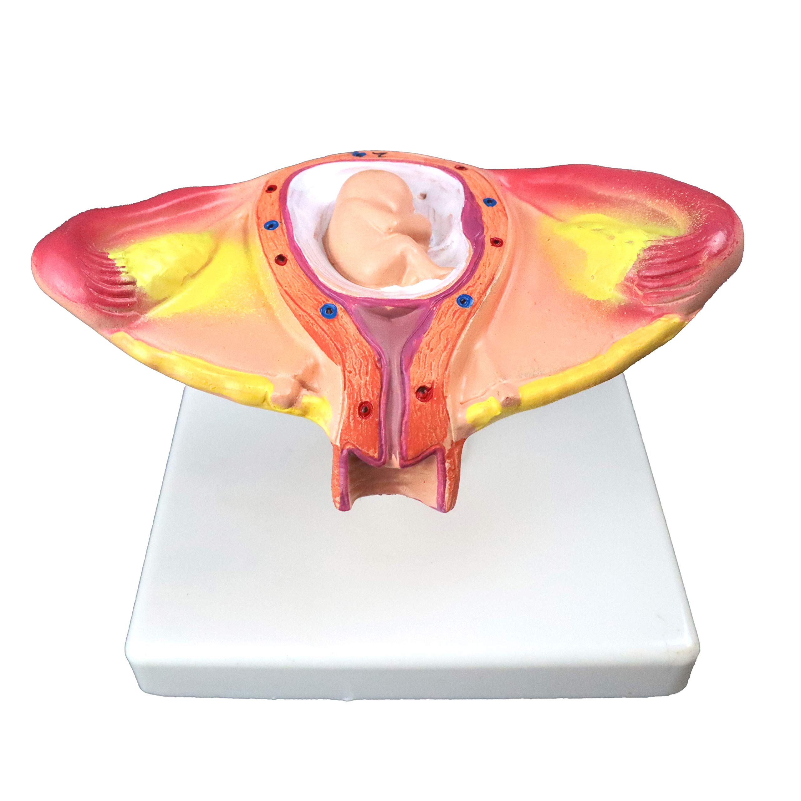 Jackson Global JS00073 Fetus Development Model | Set of 8 Models,14 Pieces in Total | Key Anatomical Features Labelled with Accompanying Key Card