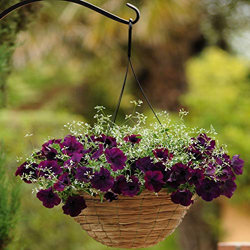 Outsidepride Burgundy Velour Easy Wave Petunia Spreading Garden Flowers for Hanging Baskets, Pots, Containers, Beds - 15 Seeds