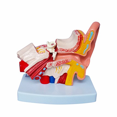 Doc.Royal Human Professional Desktop Ear Joint Simulation Model Medical Anatomy PVC Plastic Type DR-XF-102