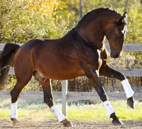 Dressage Sport Boot Color: White, Size: XL (DSBXLW)
