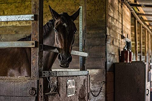 Duramectin Ivermectin Paste 1.87% Horse Wormer (2 Tubes)