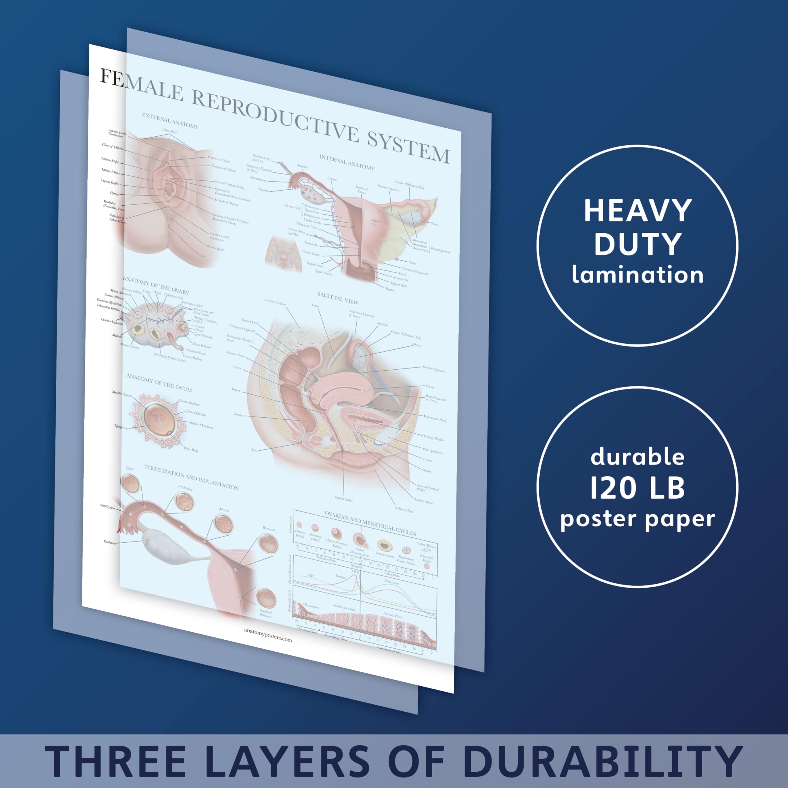 Palace Learning Laminated Female Reproductive System Anatomical Chart - Female Anatomy Poster - 18" x 24"