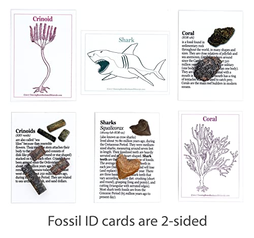 DANCING BEAR FOSSIL COLLECTION Kit (12 Different Types of Specimens): Trilobite, Dinosaur Bone, Shark teeth, Coprolite (fossilized Turtle Poop) Fossil ID Book, Magnifying Glass, STEM Science Set, Made in the USA