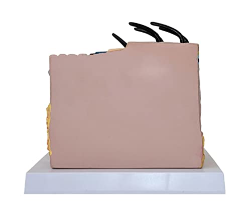Anatomy Lab 70X Enlarged Human Skin Anatomical Model, Anatomy Model of Skin and Hair Follicles for Science Classroom Study Teaching Model