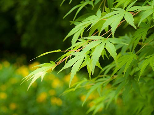 Acer Palmatum Japanese Green Maple Seeds! Bonsai Or Standard Small Ornamental jocad (10 Seeds)