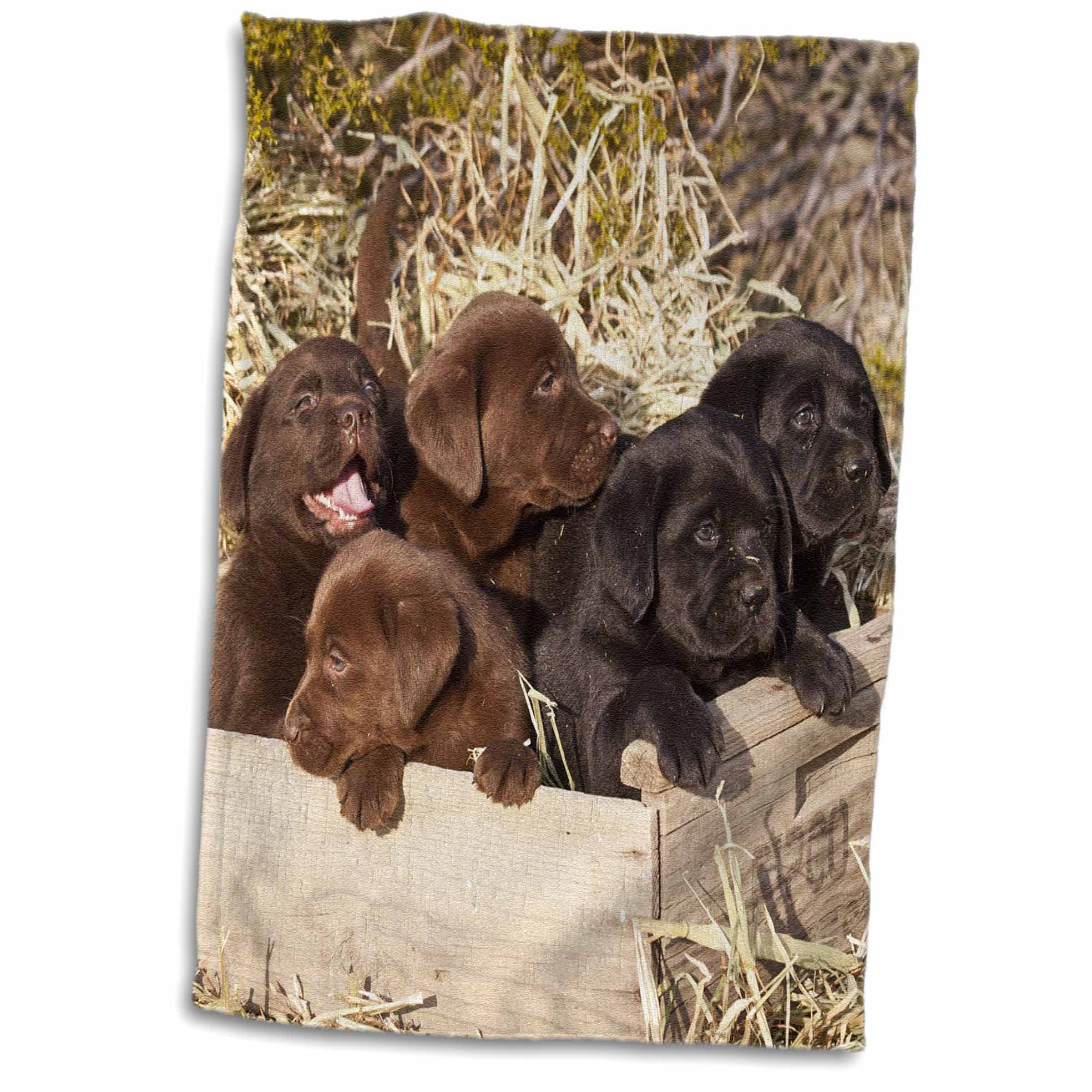 3D Rose Five Labrador Retriever Puppy Dogs-Na02 Zmu0160-Zandria Muench Beraldo Towel, 15" x 22"