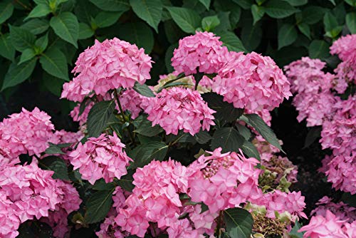 4.5 in. Qt. Let's Dance Can Do™ Reblooming Hydrangea (Serrata) Live Plant, Purple Flowers