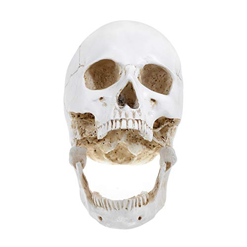 Ocean Aquarius Large Size Skull Model Human Medical Anatomical Adult Head Bone for Education