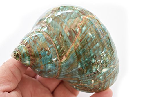 Extra Large Polished Jade Turbo (3" - 3 1/2") 1 1/2" Opening Beach Crafts Nautical Decor Large Hermit Crabs - Florida Shells and Gifts