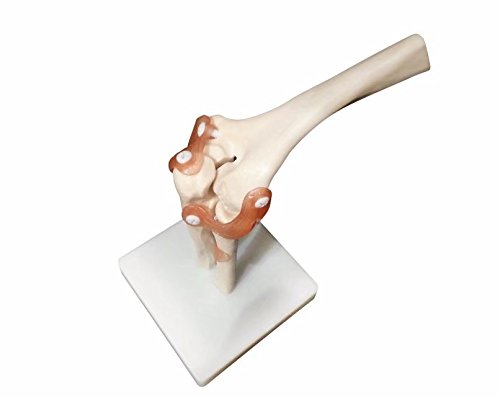 BoNew Life Size Elbow Joint Anatomical Model Skeleton - Human Medical Anatomy