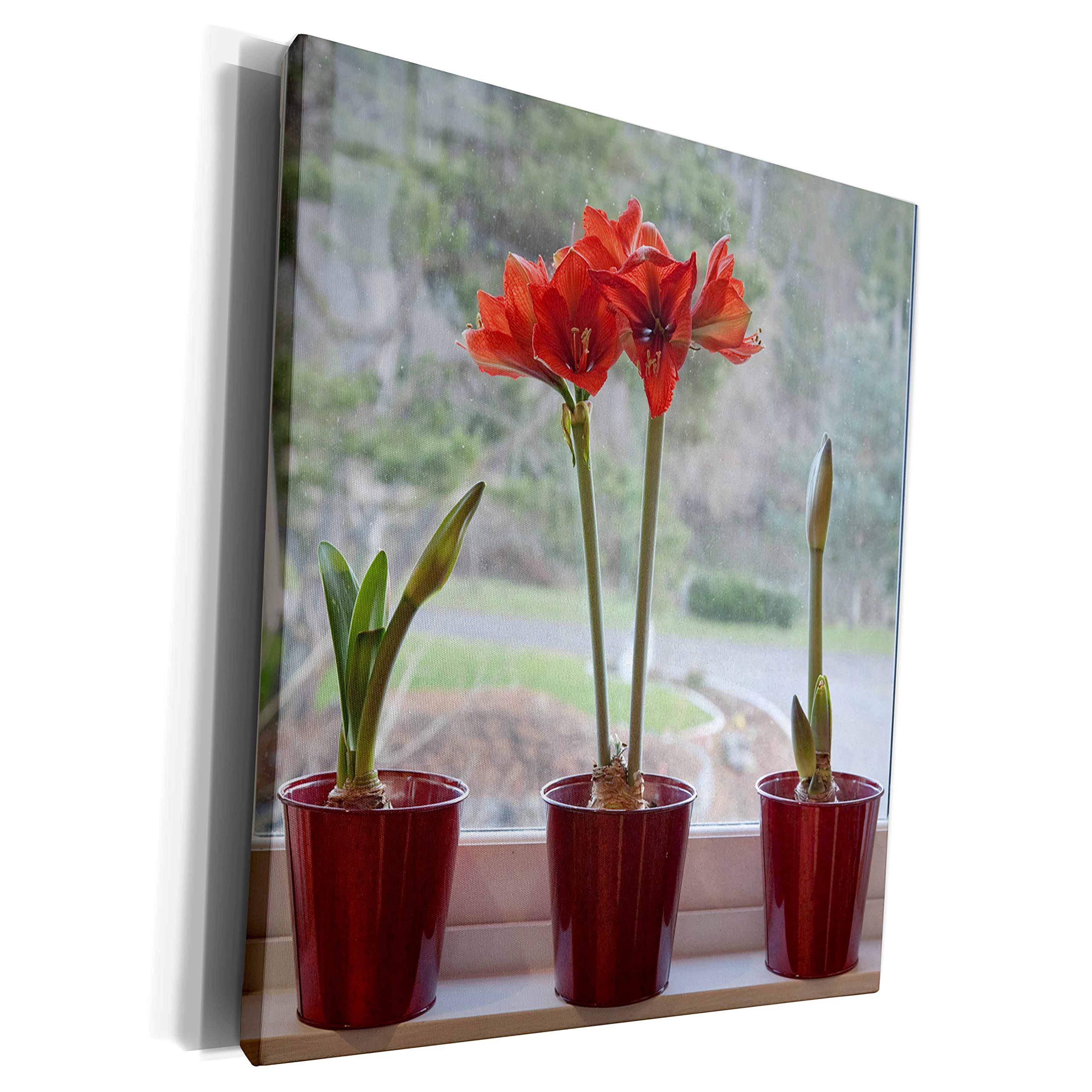 3dRose USA, Washington, Ferrari ameryllis plants in home -... - Museum Grade Canvas Wrap (cw_95174_1)