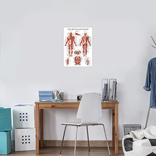 Palace Learning Muscular System & Spinal Nerves Anatomical Poster Set - LAMINATED - 2 Poster Set - Muscle and Spinal Nerves Anatomy Chart Set 18" x 24" (Muscle/Spine)