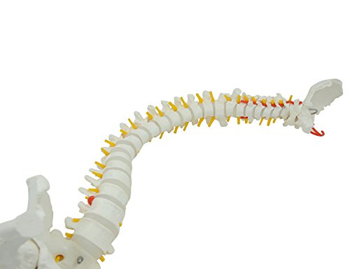 MonMed Life Size Vertebral Column Model with Spinal Nerves, Skull Base, and Pelvis β Flexible Spine Model with Stand