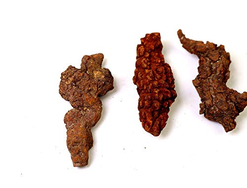 SUNNYHILL Coprolite Authentic Prehistoric Natural Fossilized Mineral Dung Stone Specimen Length 2-4" Weight 0.4 LB