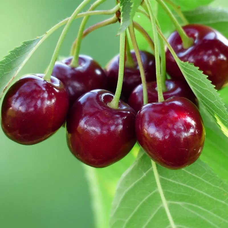 50+ Cherry Seeds for Planting - Cherry Tree Seeds Planting Fruit Dwarf Bonsai