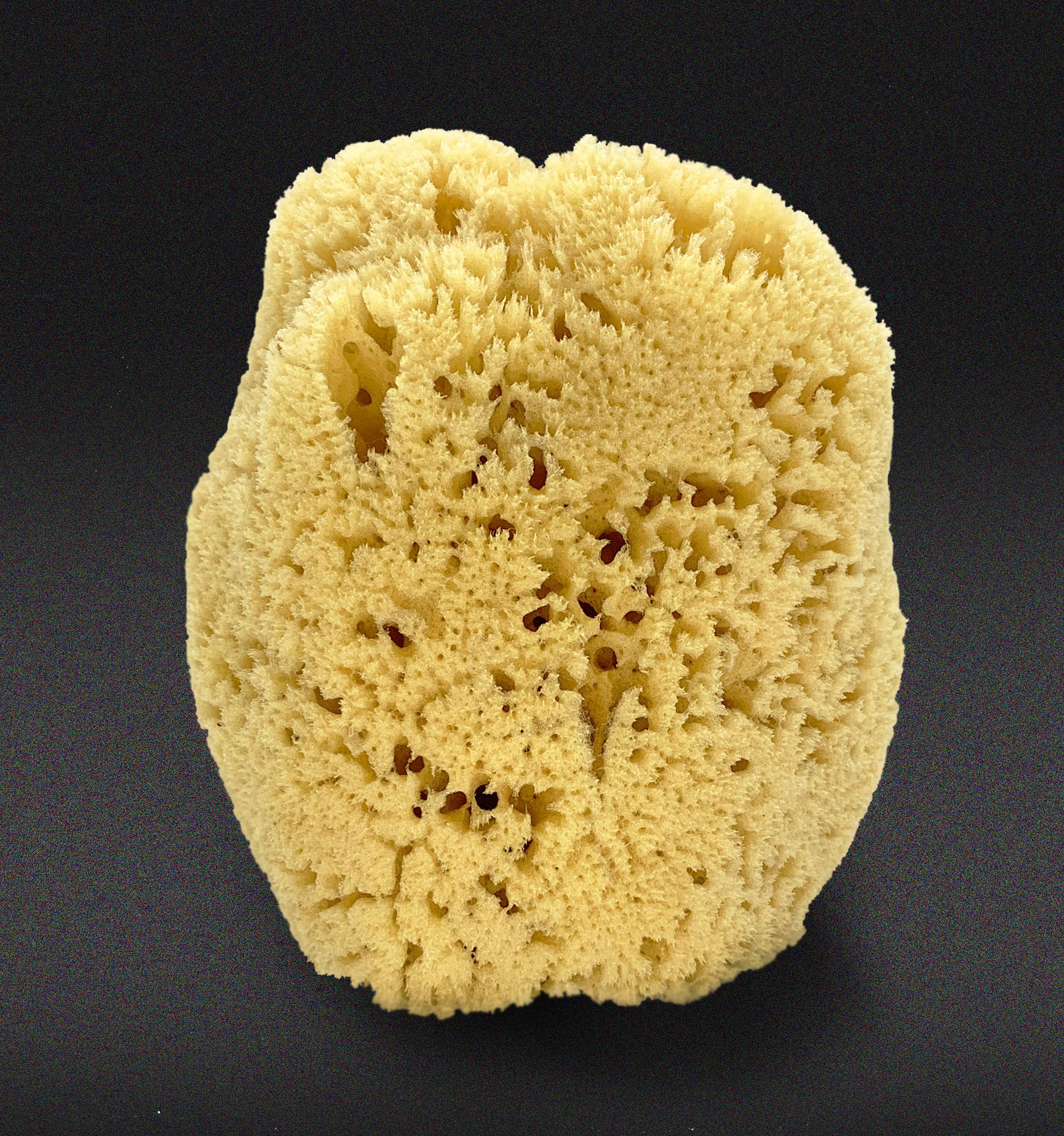 Real Sea Sponge for Men - Extra Large 6"-7", Totally Natural, Kind on Skin for an Invigorating Shower, Supplied in Breathable Mesh Bag. Great for The Gym, Grooming, Bath & Body Gift by Constantia Man