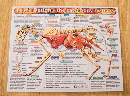 Feline Design-The Cat's Body Systems - A Double-Sided, Laminated Cat Anatomy Chart: A Learning and Teaching Chart