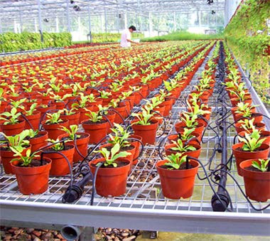 tusrai 0.5GPH 25pcs Greenhouse Drip Irrigation System Bend Arrow Drip Stick 6" Long Angle Arrow Dripper