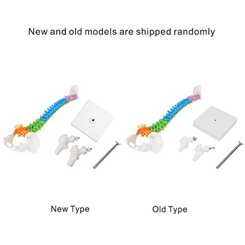 Human Spine Model Colored Flexible Scientific Anatomical Human Skeleton Spine Model Anatomy Model Including Spine Nerve Roots Vertebral Artery Transverse Spine Femur 45cm/17.7in