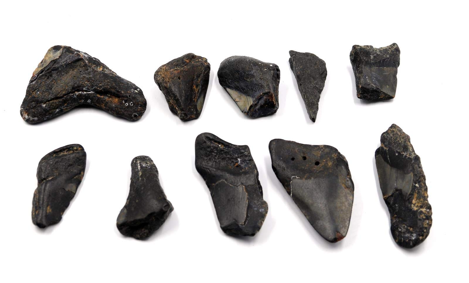 Megalodon Teeth Lot of 10 Shards Fossils w/10 info Cards Shark #15665 32o