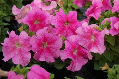 50 Semi pellettato Limbo Rose Petunia