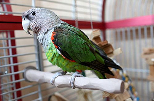 Geo NU Perch® for African Grey, Amazon, Cockatoo, Eclectus