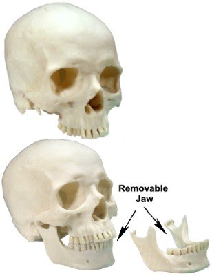 Life-Size Human Skull Anatomy Medical Studies Replica, Model 3093001