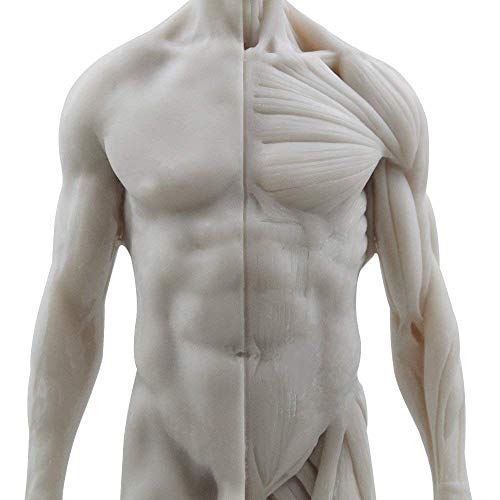 Male Anatomy Figure Ecorche and Skin Model Lab Supplies,Figure Anatomical Reference for Artists (White)