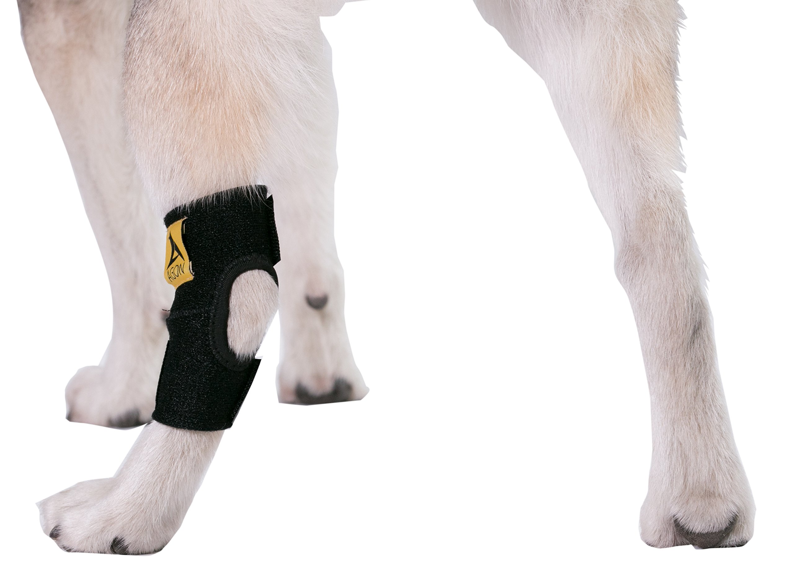 Agon® Dog Leg Braces For Back Leg wrap hock compression protects wounds and helps heal hind legs rear ankle joint, preventing injuries, sprains providing stability for dogs, canines arthritis (Medium)