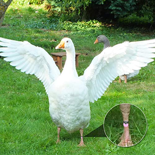 60 Colorful Chicken Poultry Leg Bands Adjustable Chicken Identification Bands Plastic Cable Tie with 30 Poultry Charms Accessories for Bird Chicken Duck Parrot Geese Turkey