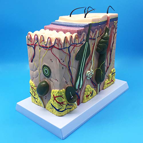 Learning Resources 70X Enlarged Human Skin Anatomical Model, Anatomically Accurate Skin Anatomy Model for Science Classroom Study Display Teaching Model