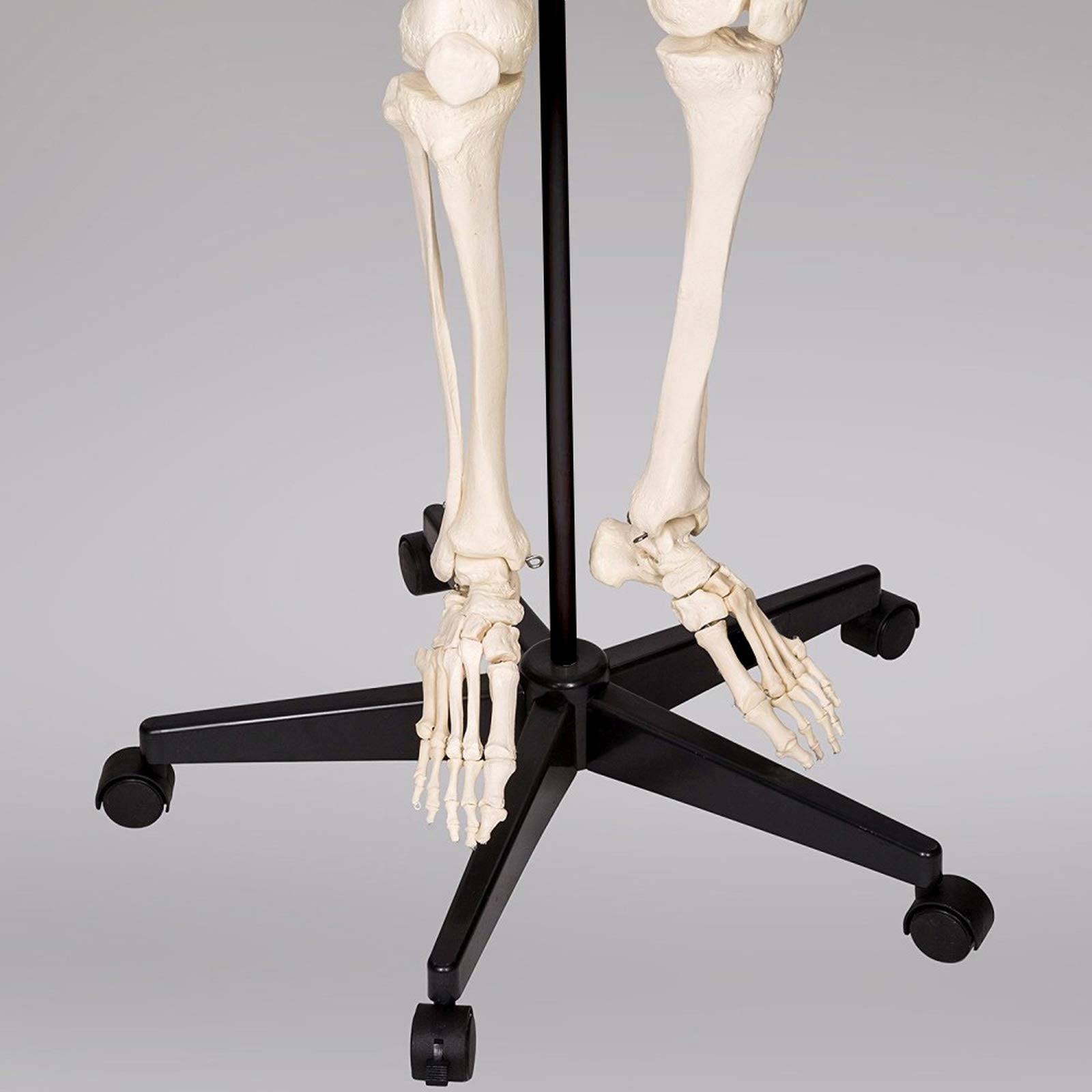 TakeTex 70.8" Life-Size Human Skeleton Model, Including Anatomical Skeleton Model + Colorful Chart + Cover