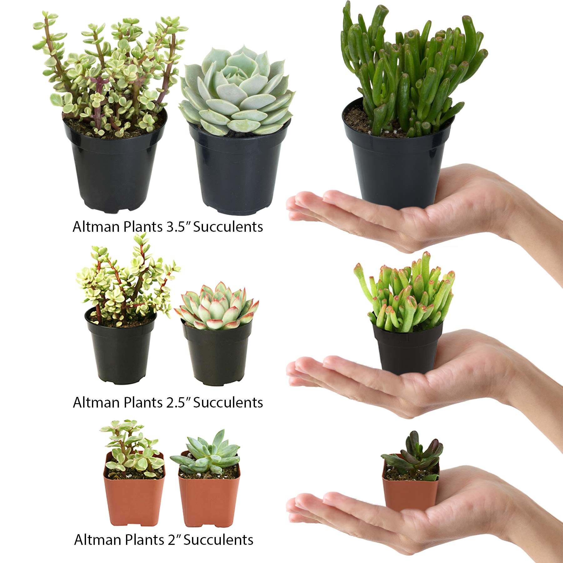 Altman Plants Assorted Cactus Collection 2.5" 4 pack